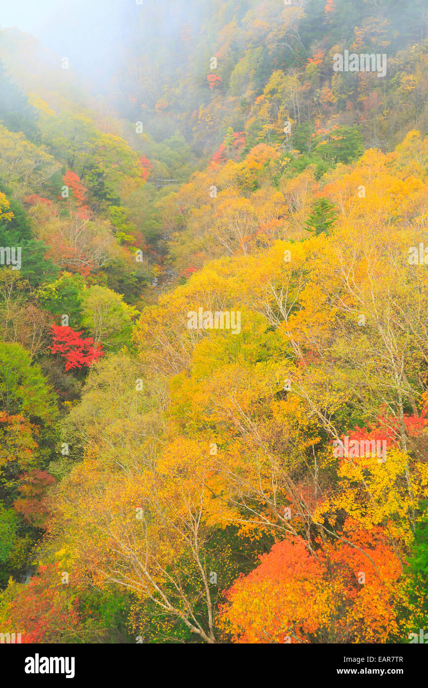 Autumn leaves, Nagano Prefecture, Japan Stock Photo - Alamy