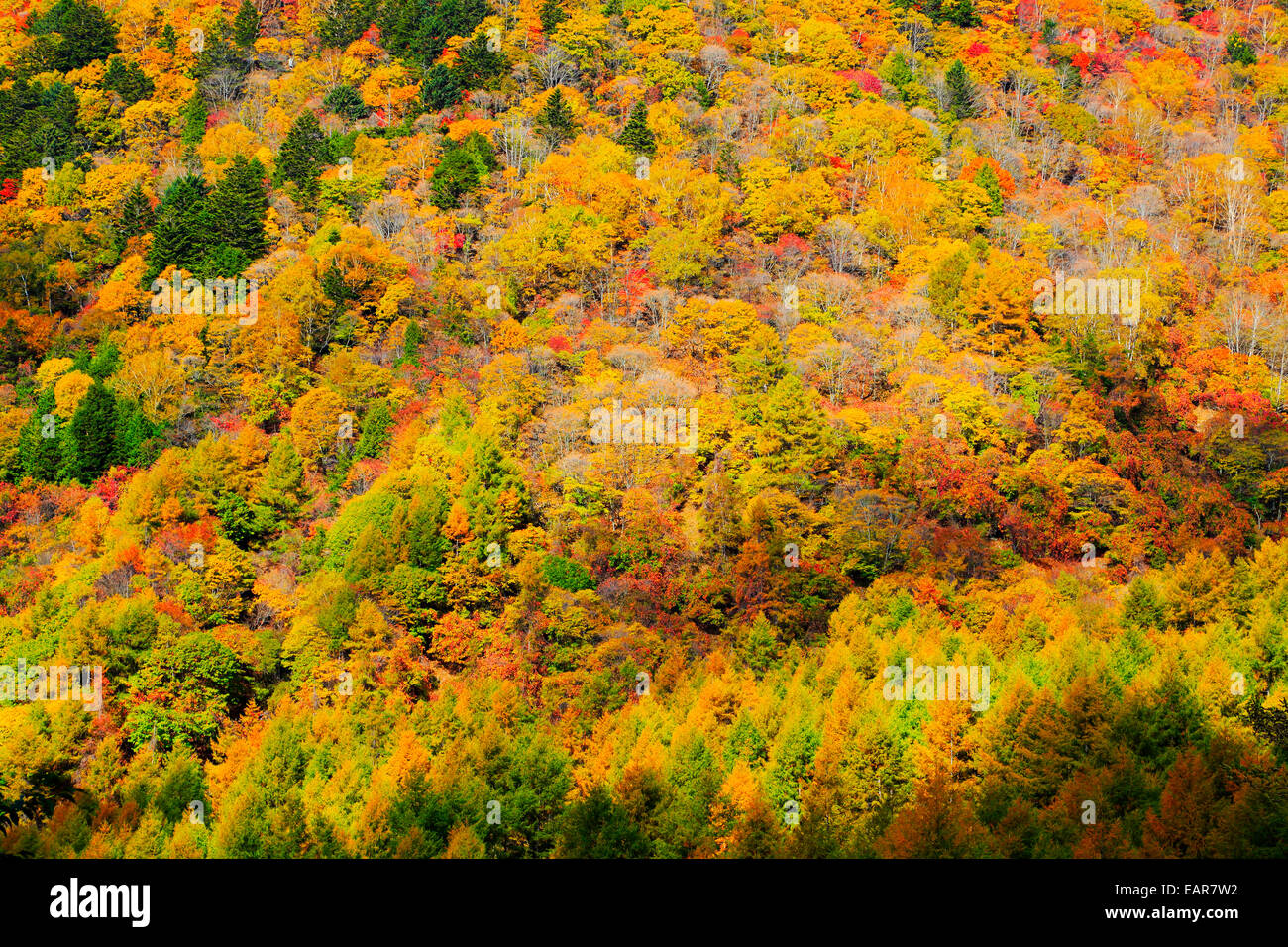 Autumn leaves, Nagano Prefecture, Japan Stock Photo - Alamy