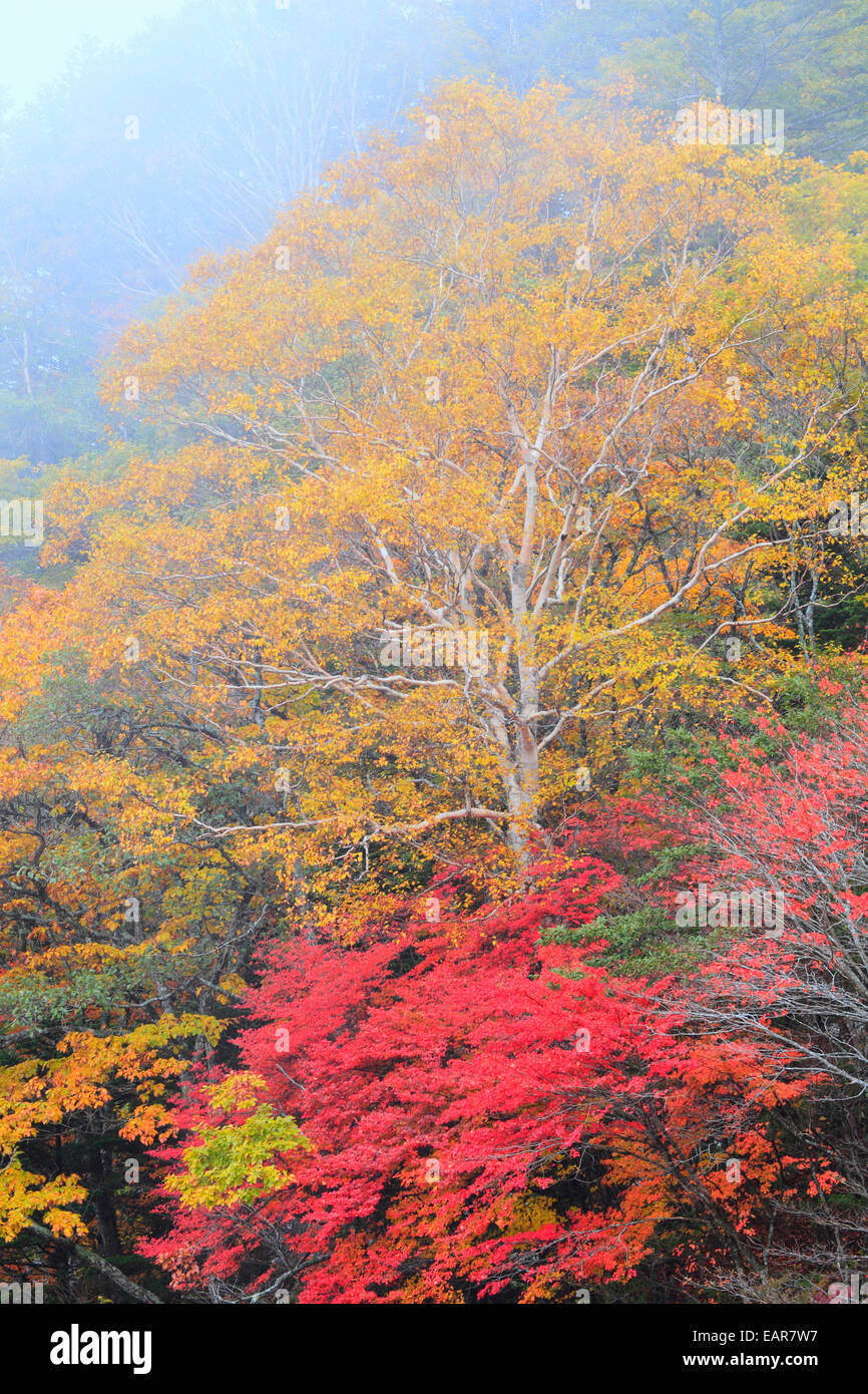 Autumn leaves, Nagano Prefecture, Japan Stock Photo - Alamy