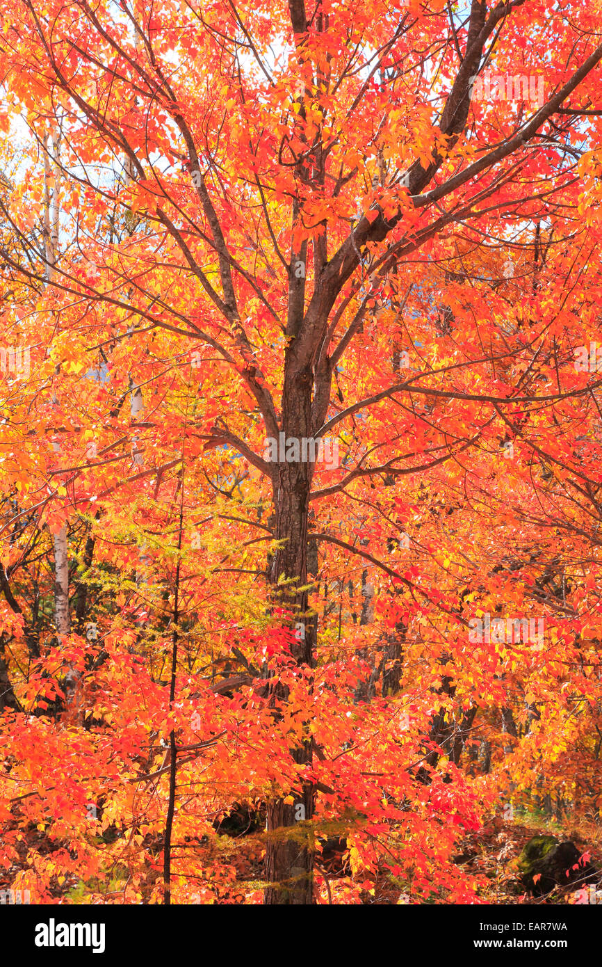 Autumn leaves, Nagano Prefecture, Japan Stock Photo - Alamy