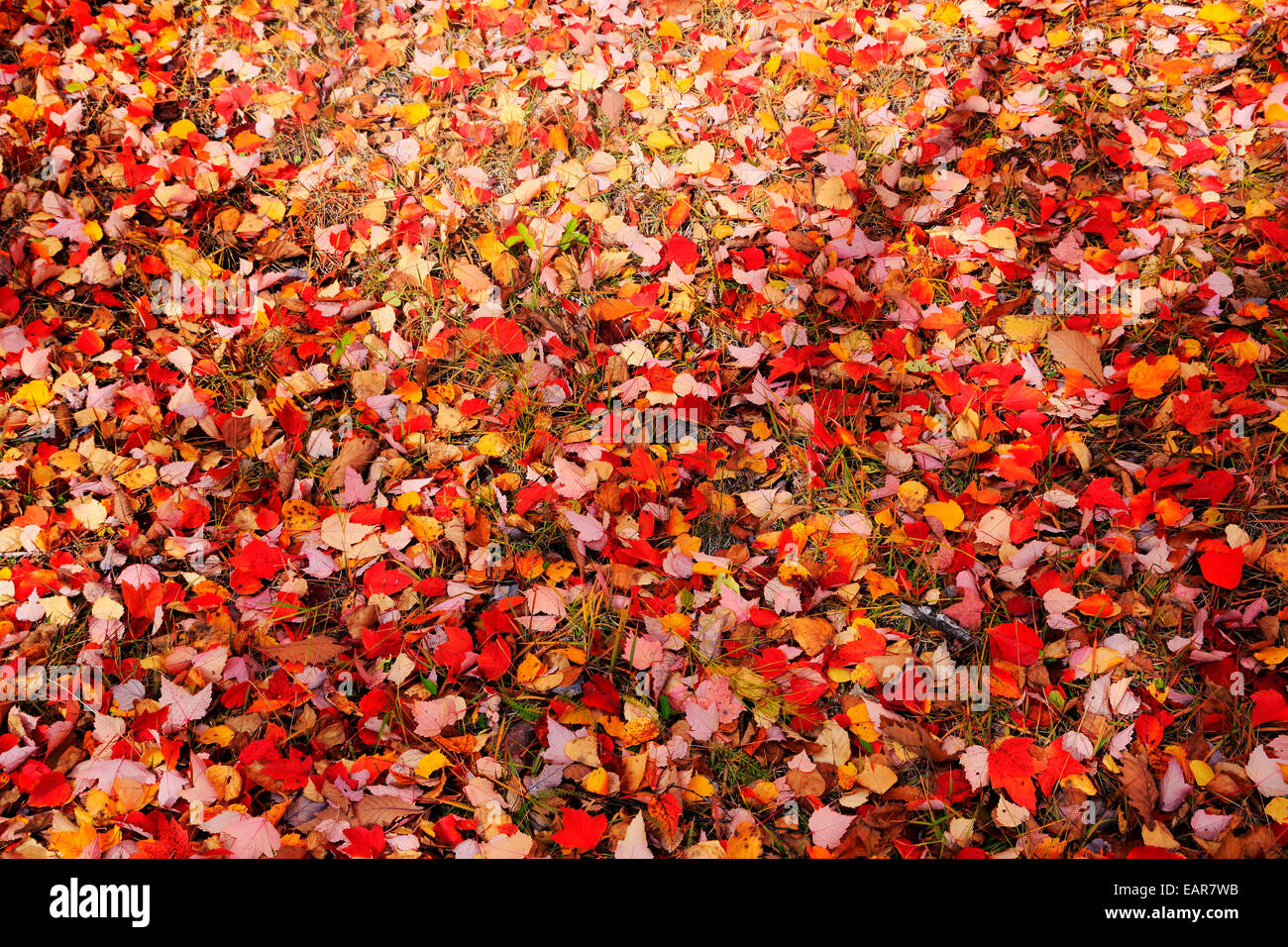 Autumn leaves, Nagano Prefecture, Japan Stock Photo - Alamy