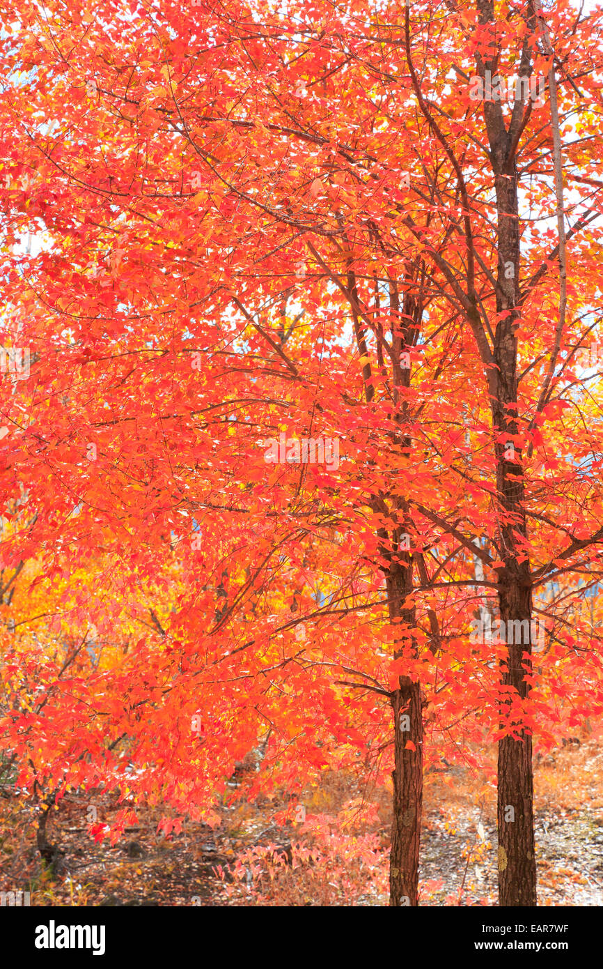 Autumn leaves, Nagano Prefecture, Japan Stock Photo - Alamy