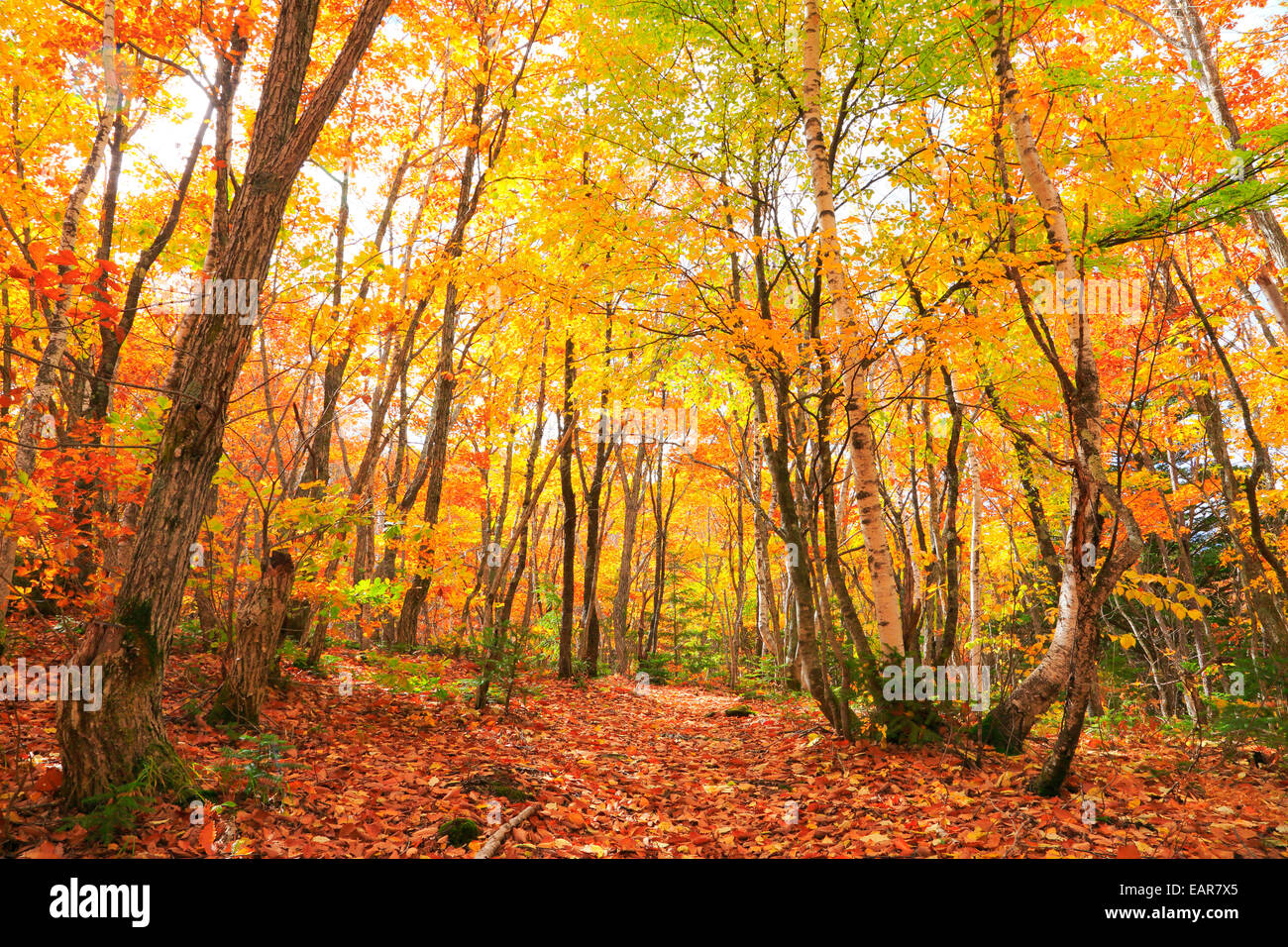 Autumn leaves, Nagano Prefecture, Japan Stock Photo - Alamy