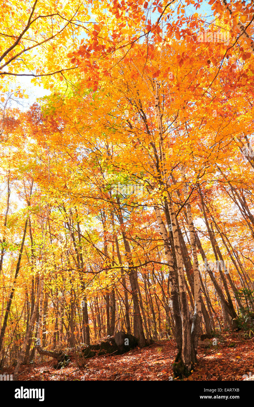 Autumn leaves, Nagano Prefecture, Japan Stock Photo - Alamy