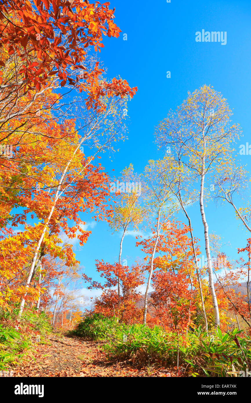 Autumn leaves, Nagano Prefecture, Japan Stock Photo - Alamy