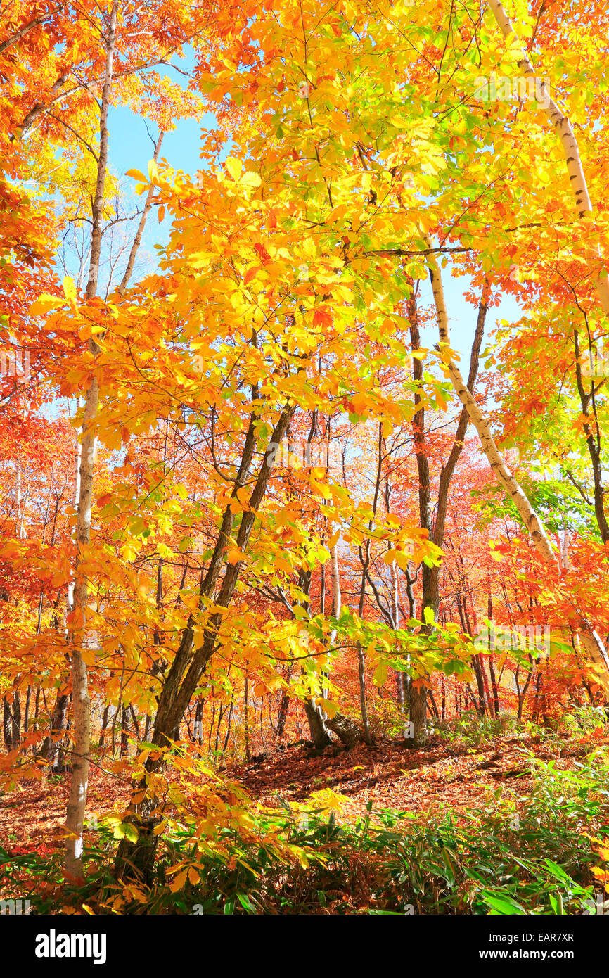 Autumn leaves, Nagano Prefecture, Japan Stock Photo - Alamy