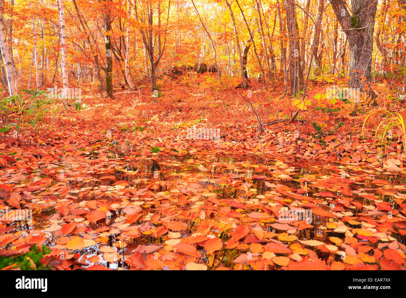 Autumn leaves, Nagano Prefecture, Japan Stock Photo - Alamy