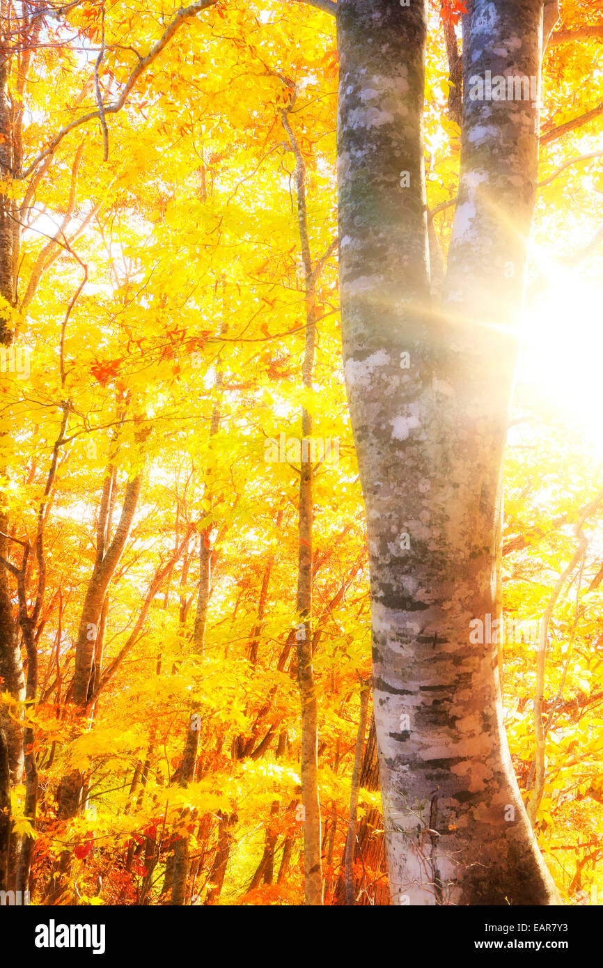 Autumn leaves, Nagano Prefecture, Japan Stock Photo - Alamy