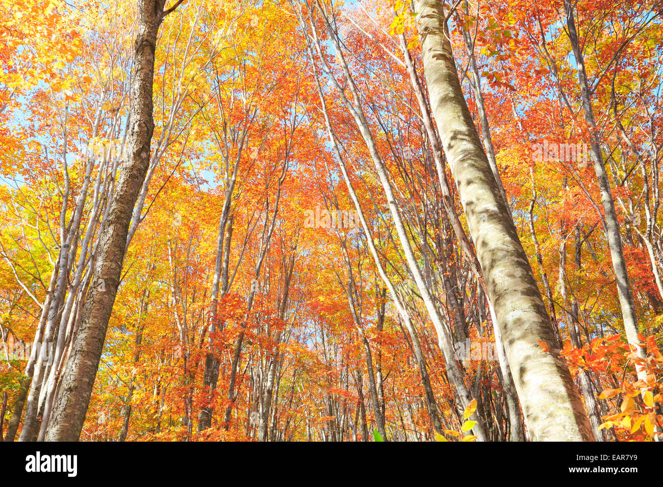 Autumn leaves, Nagano Prefecture, Japan Stock Photo - Alamy