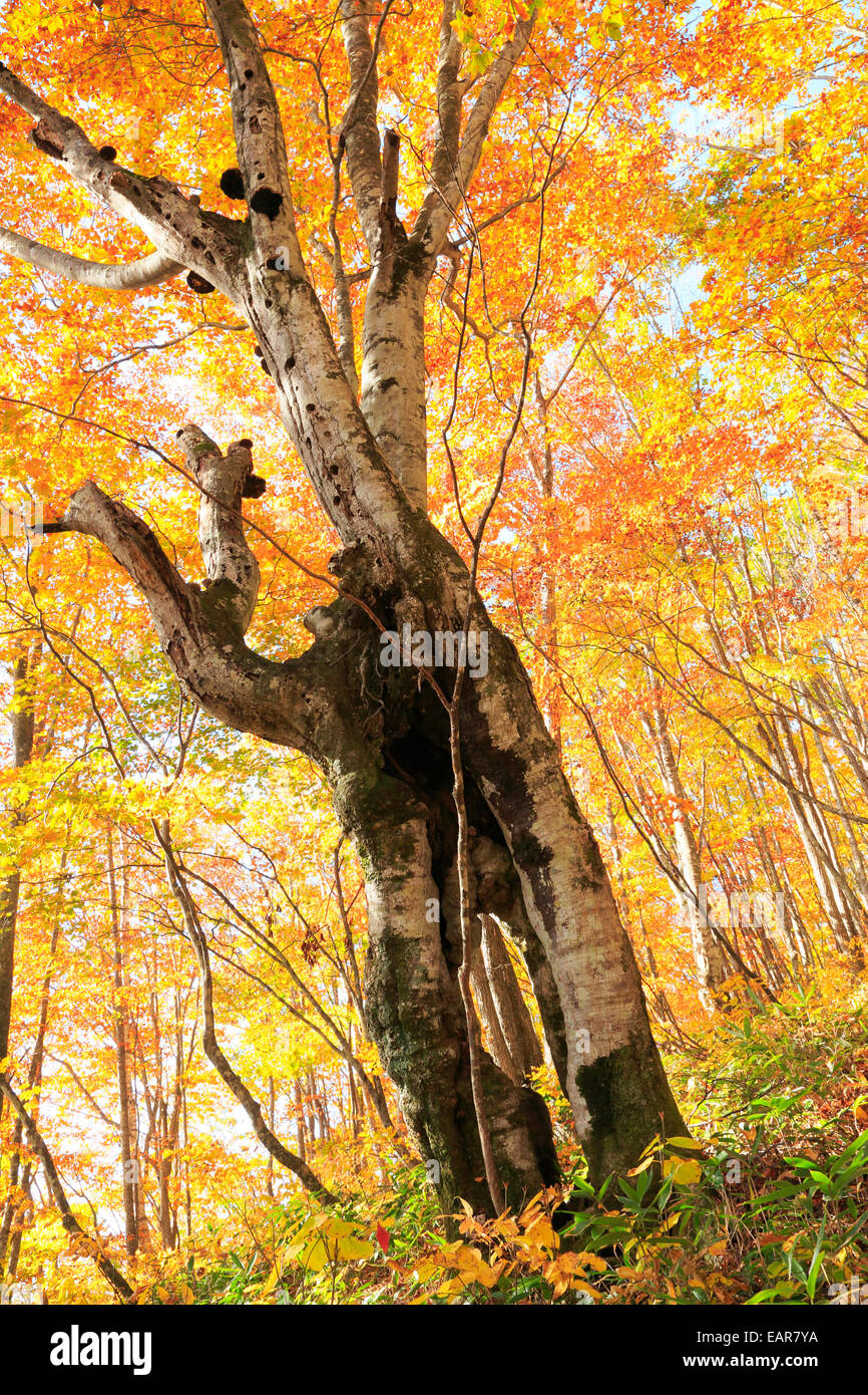 Autumn leaves, Nagano Prefecture, Japan Stock Photo - Alamy