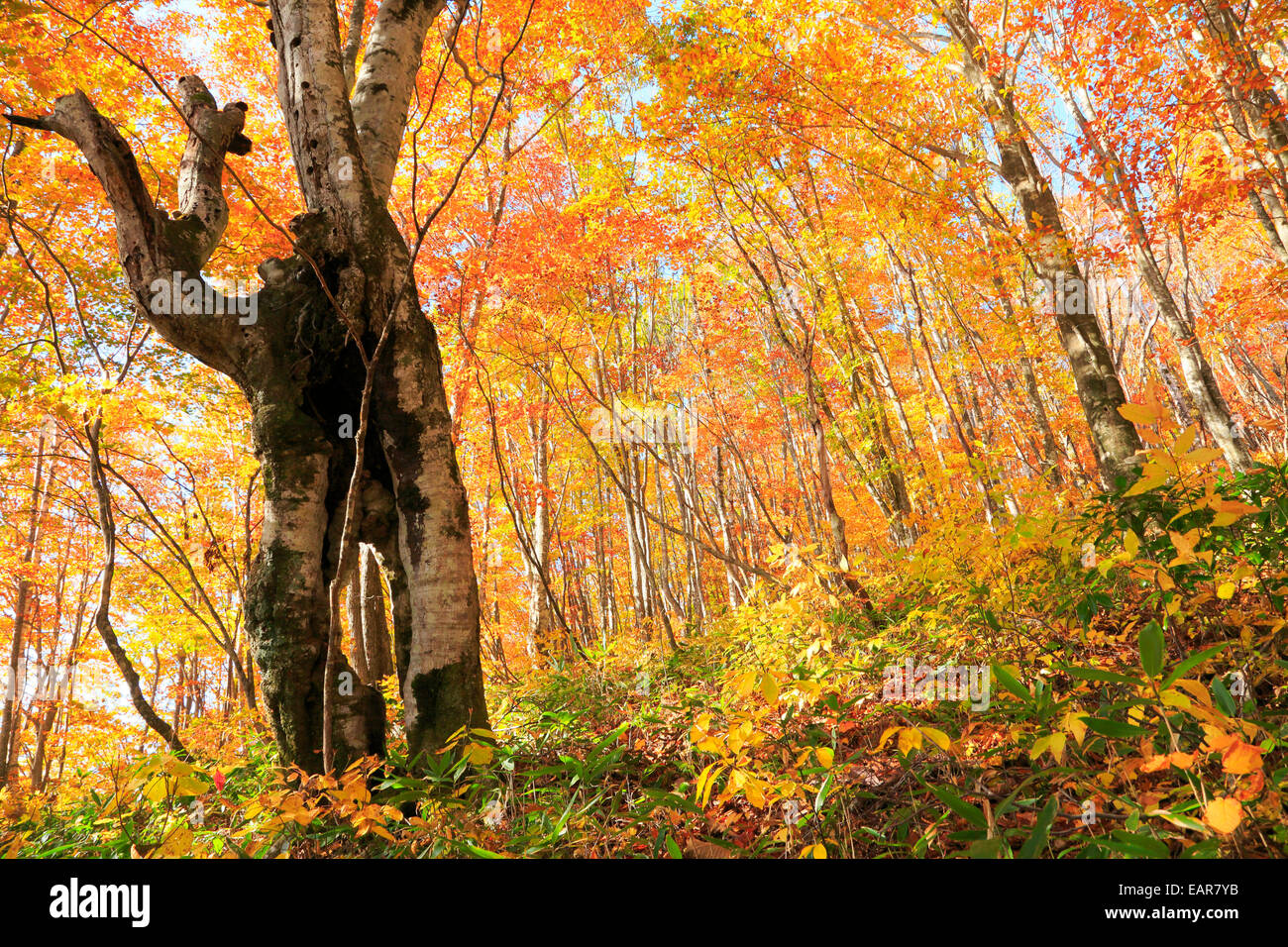 Autumn leaves, Nagano Prefecture, Japan Stock Photo - Alamy