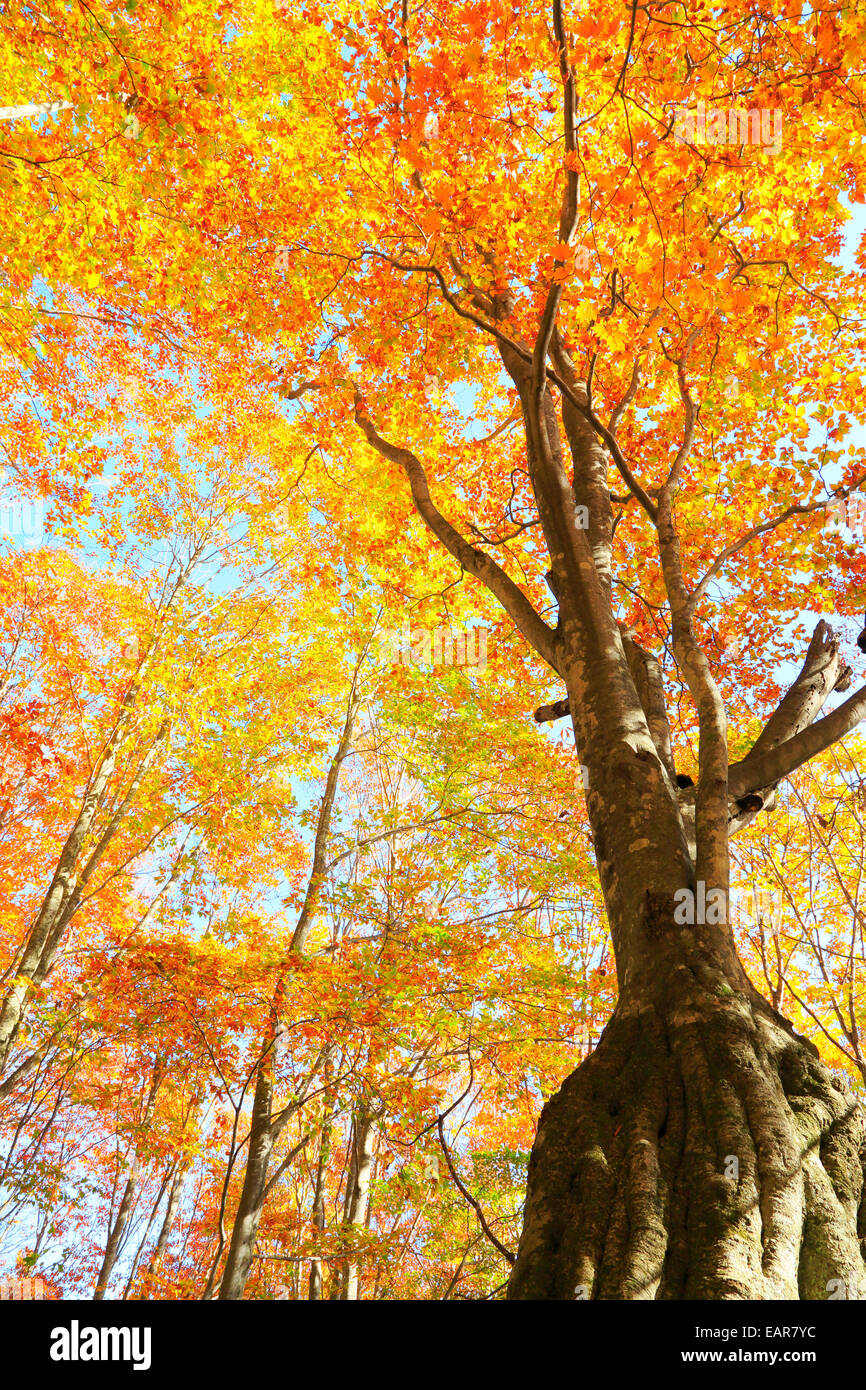 Autumn leaves, Nagano Prefecture, Japan Stock Photo - Alamy