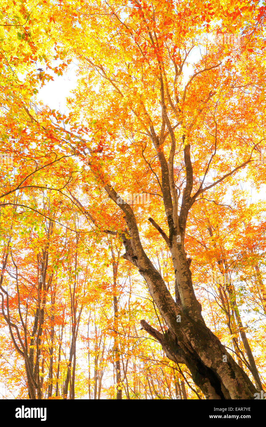 Autumn leaves, Nagano Prefecture, Japan Stock Photo - Alamy