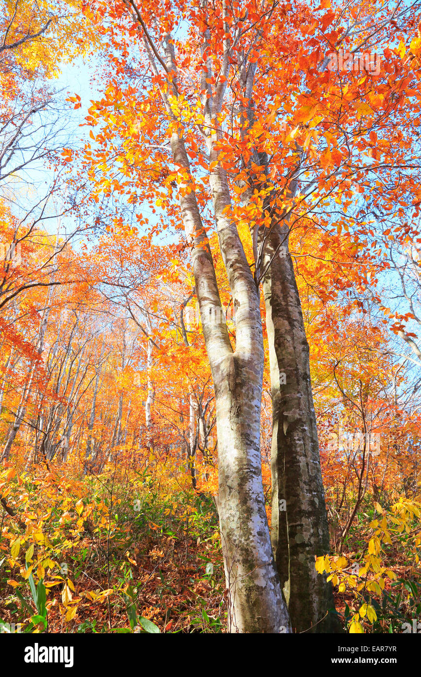 Autumn leaves, Nagano Prefecture, Japan Stock Photo - Alamy