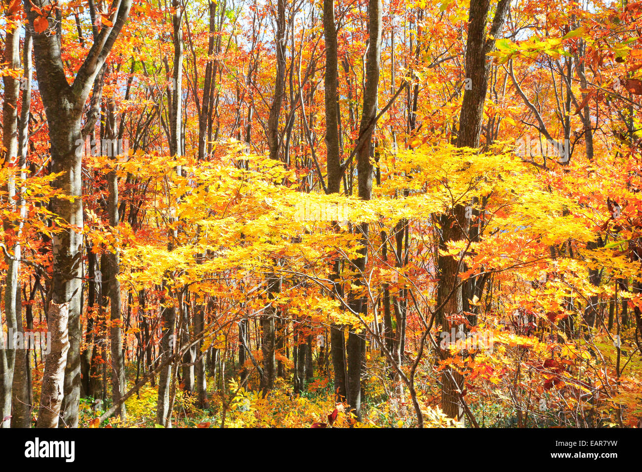 Autumn leaves, Nagano Prefecture, Japan Stock Photo - Alamy