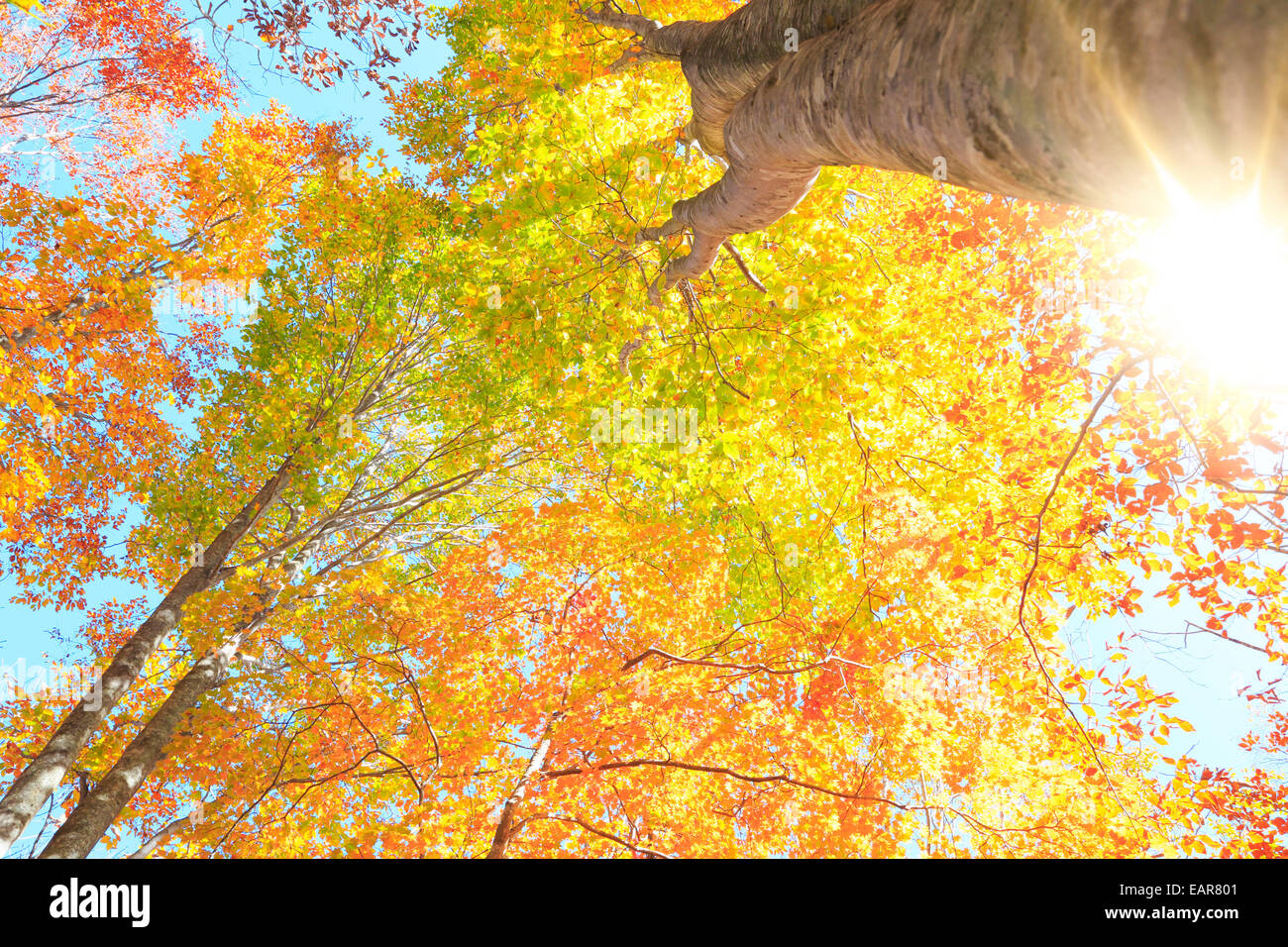 Autumn leaves, Nagano Prefecture, Japan Stock Photo - Alamy