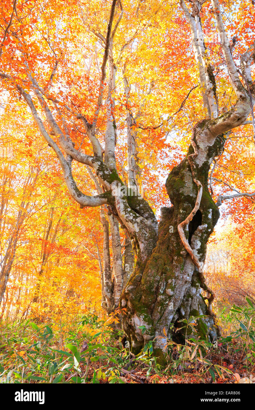 Autumn leaves, Nagano Prefecture, Japan Stock Photo - Alamy