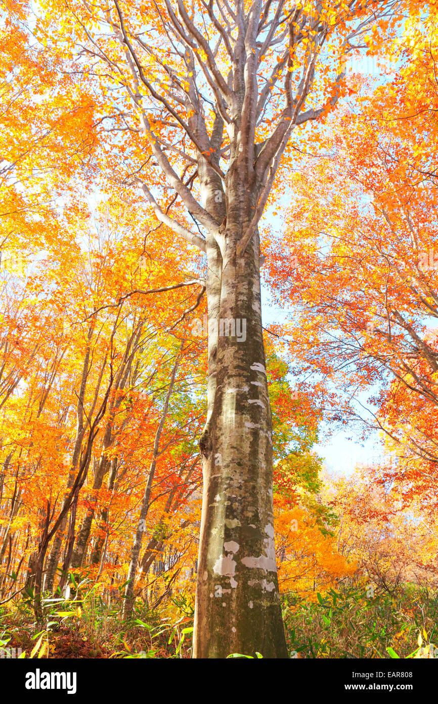 Autumn leaves, Nagano Prefecture, Japan Stock Photo - Alamy