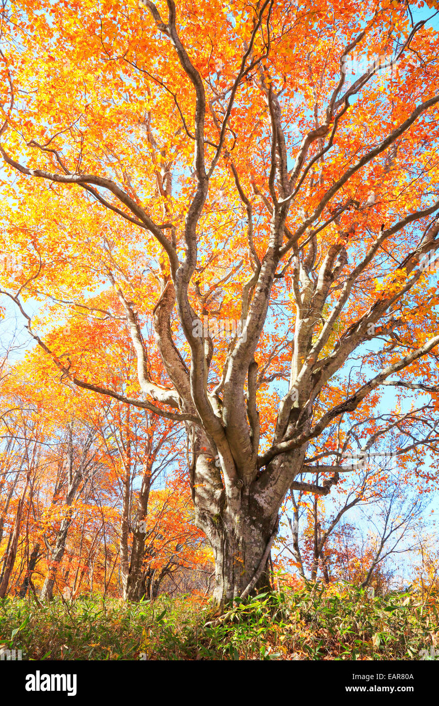 Autumn leaves, Nagano Prefecture, Japan Stock Photo - Alamy