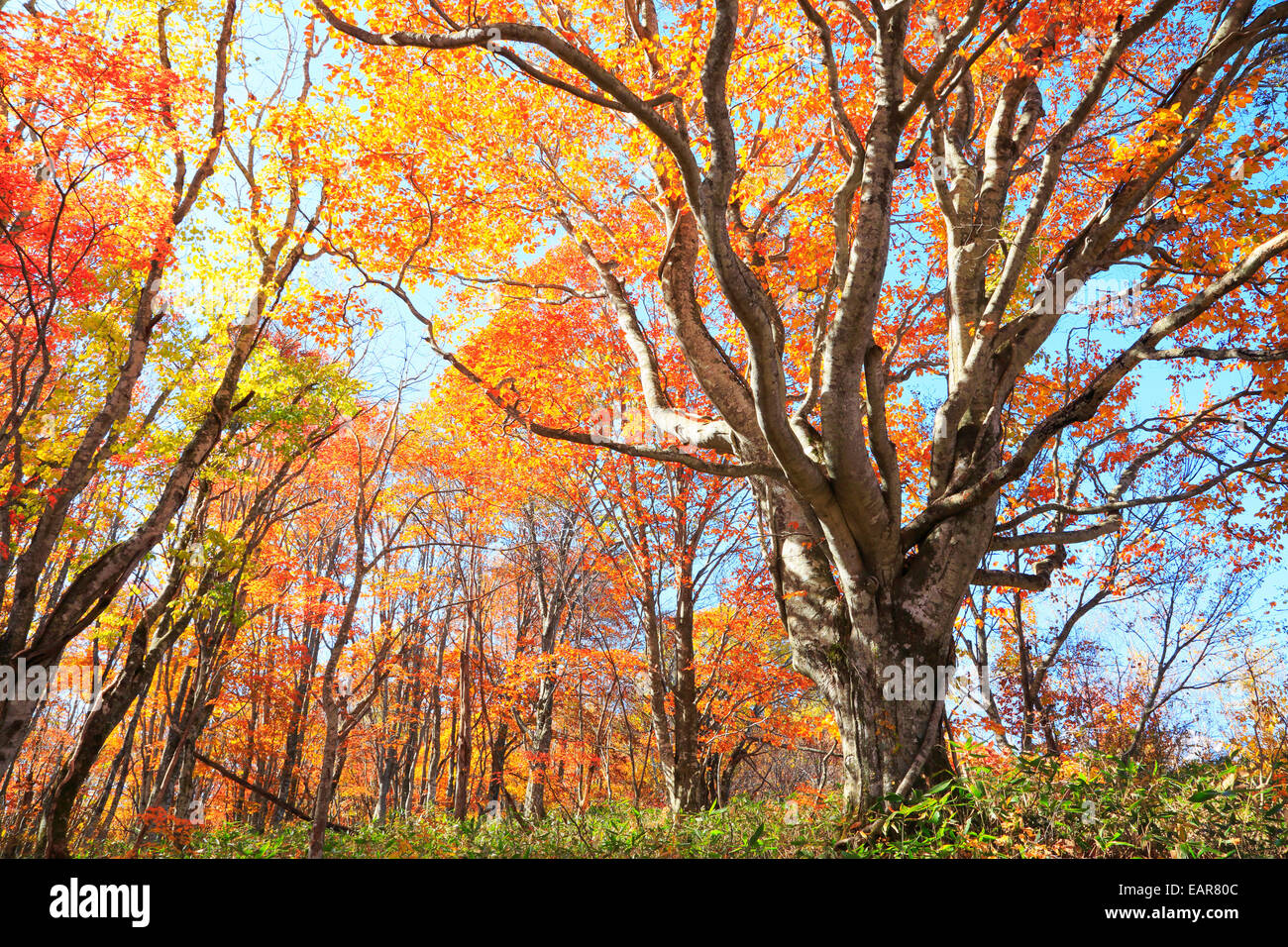 Autumn leaves, Nagano Prefecture, Japan Stock Photo - Alamy