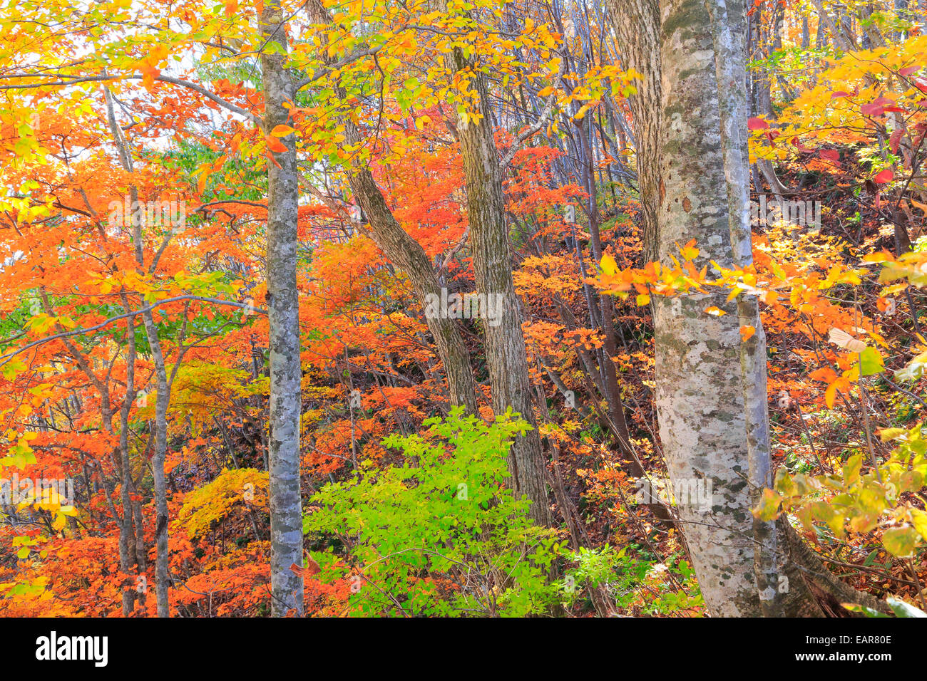 Autumn leaves, Nagano Prefecture, Japan Stock Photo - Alamy