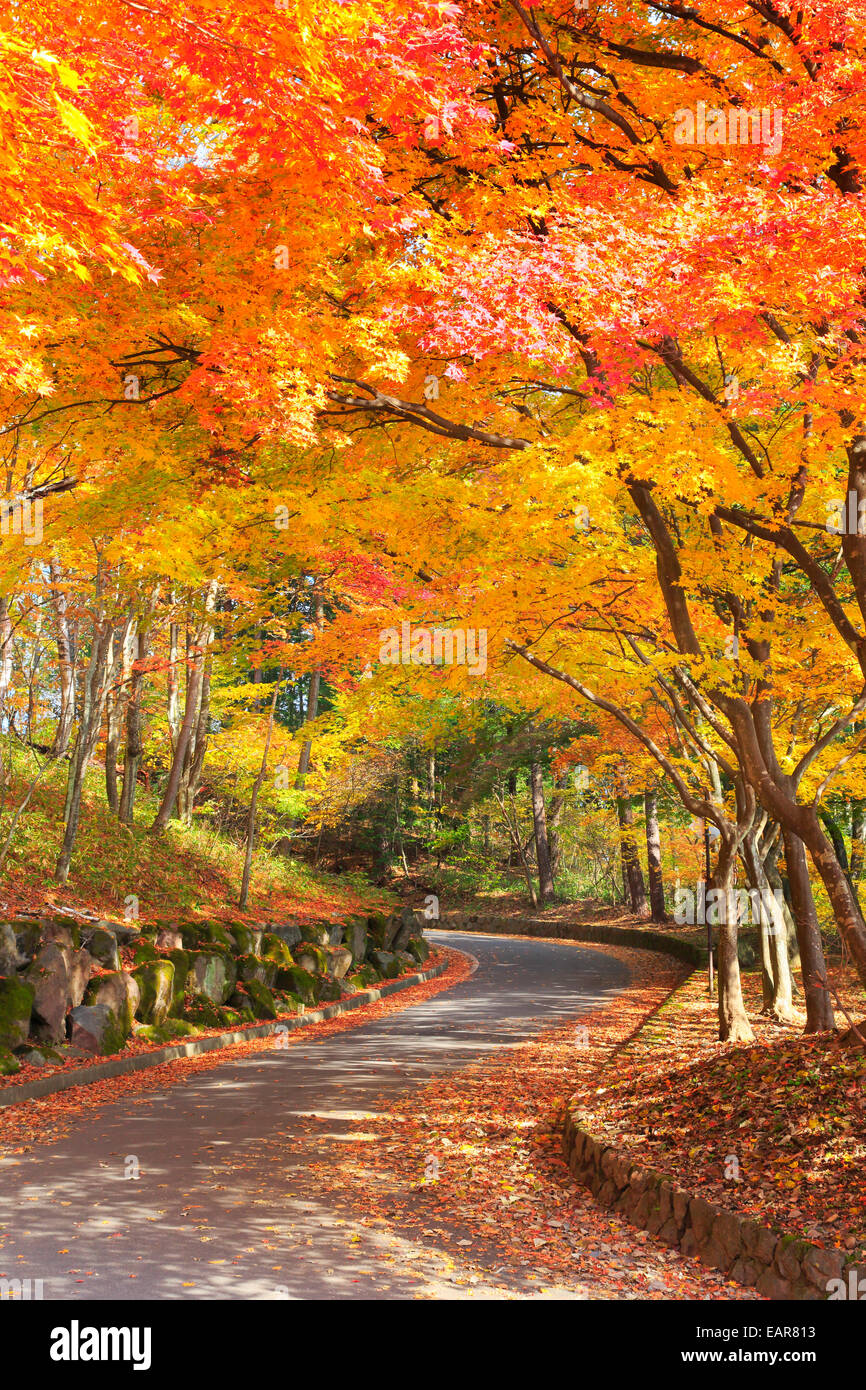 Autumn leaves, Nagano Prefecture, Japan Stock Photo - Alamy