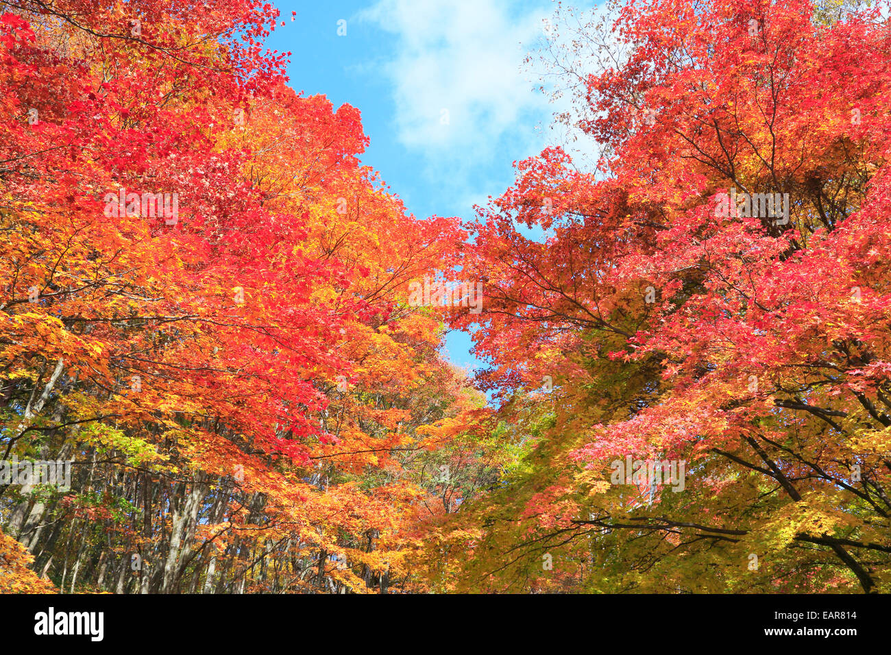 Autumn leaves, Nagano Prefecture, Japan Stock Photo - Alamy