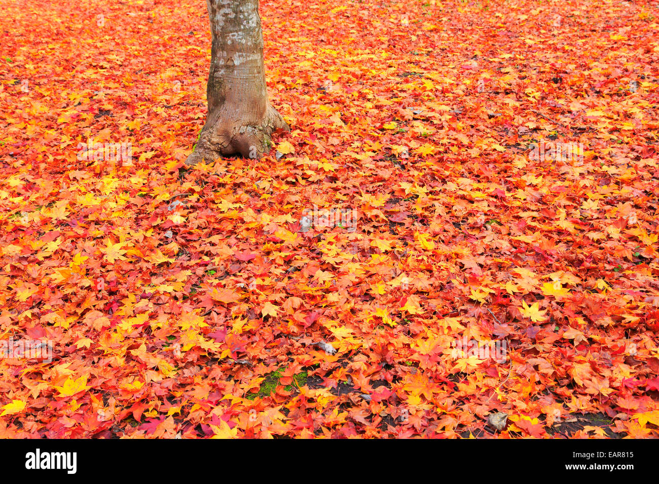 Autumn leaves, Nagano Prefecture, Japan Stock Photo - Alamy