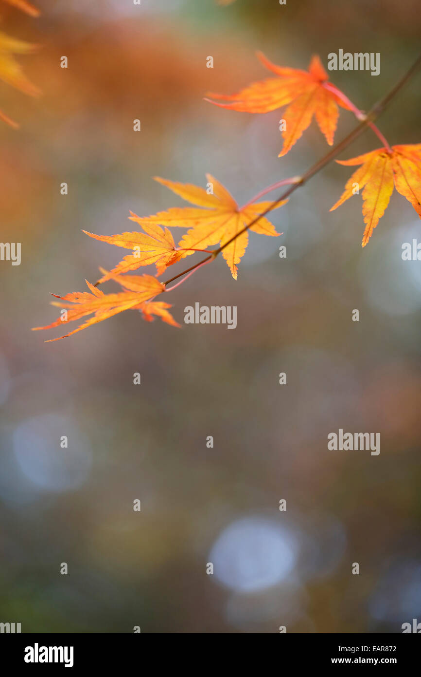 Toyota korankei valley hi-res stock photography and images - Alamy