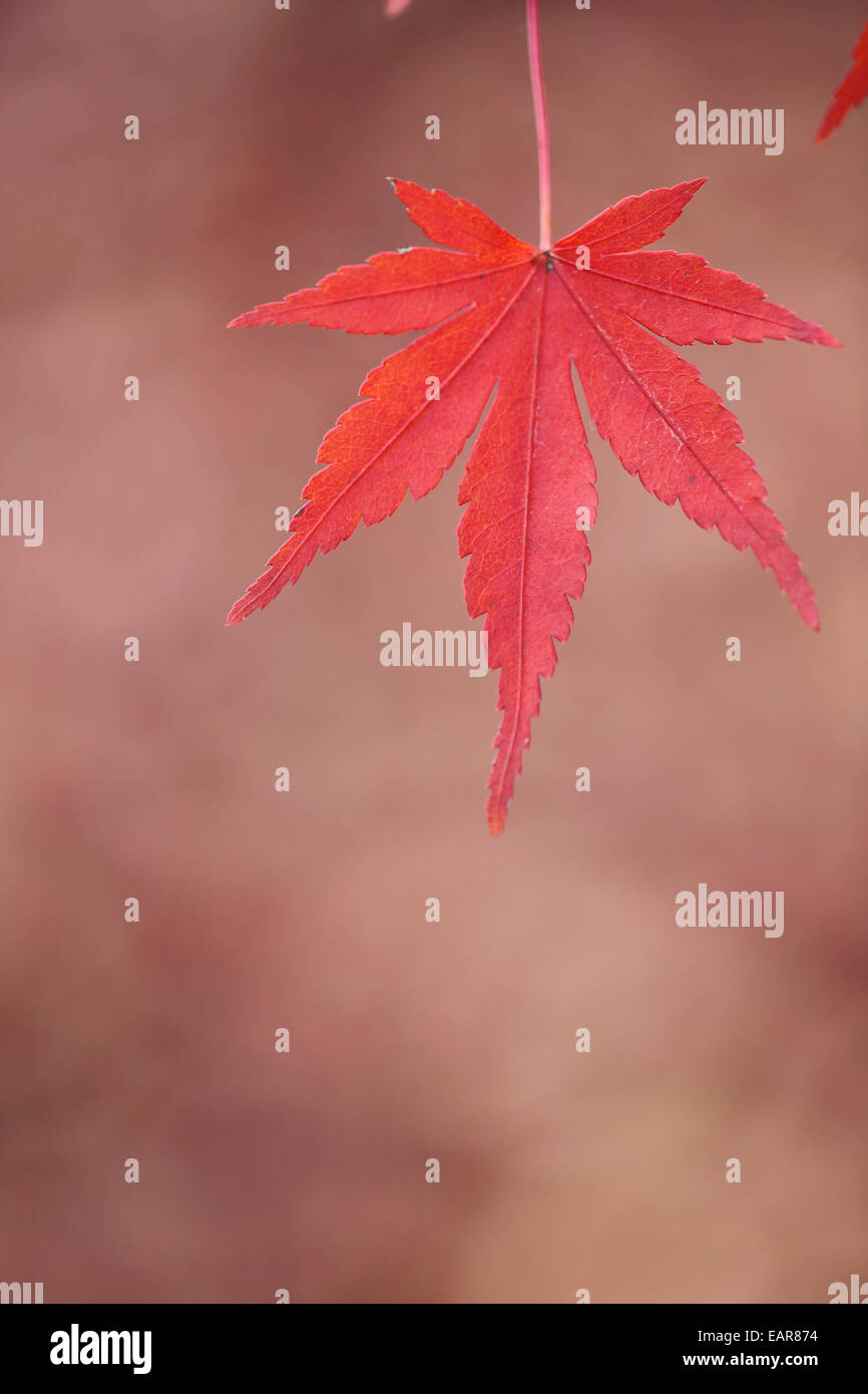 Toyota korankei valley hi-res stock photography and images - Alamy