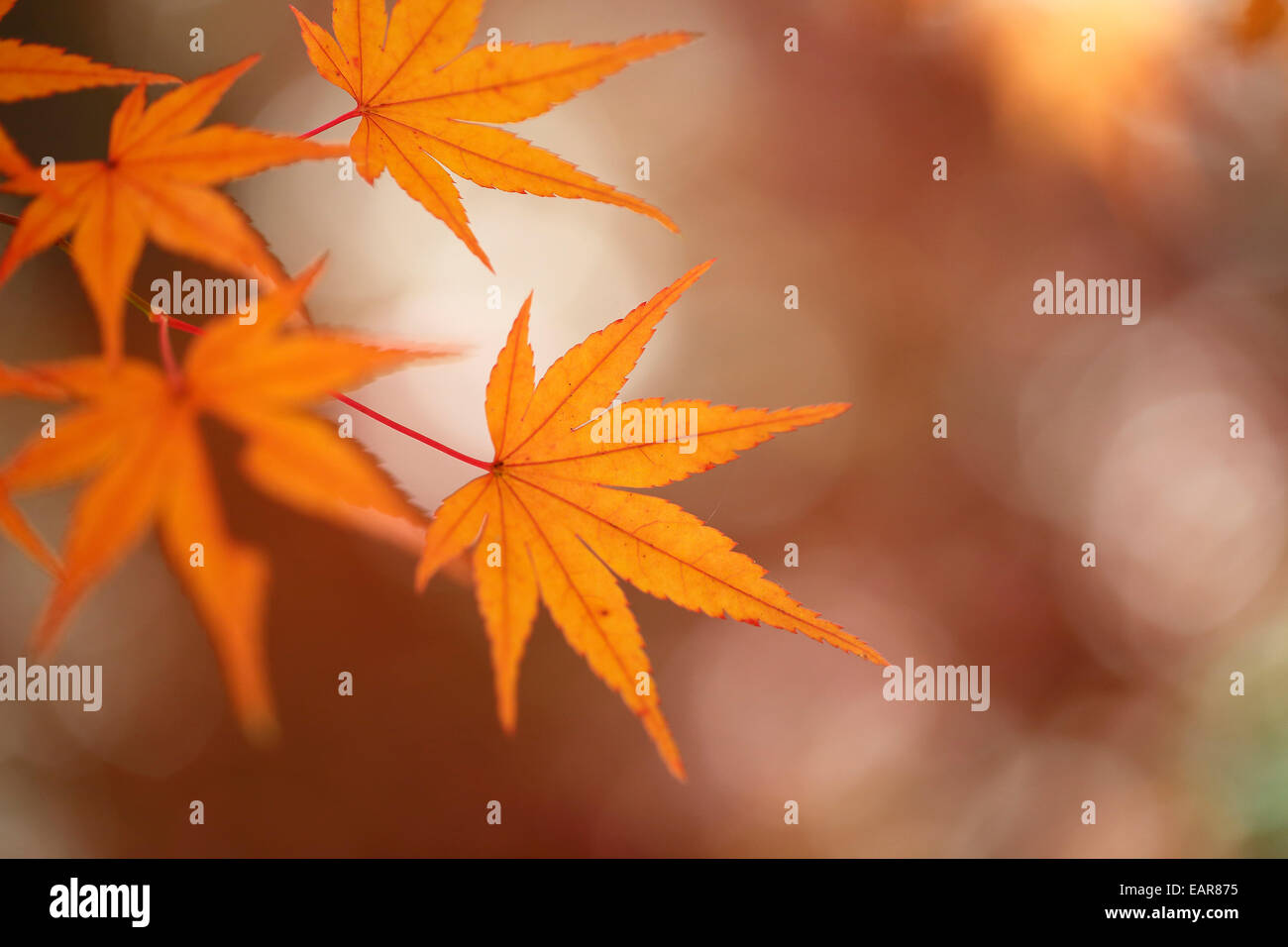 Toyota korankei valley hi-res stock photography and images - Alamy