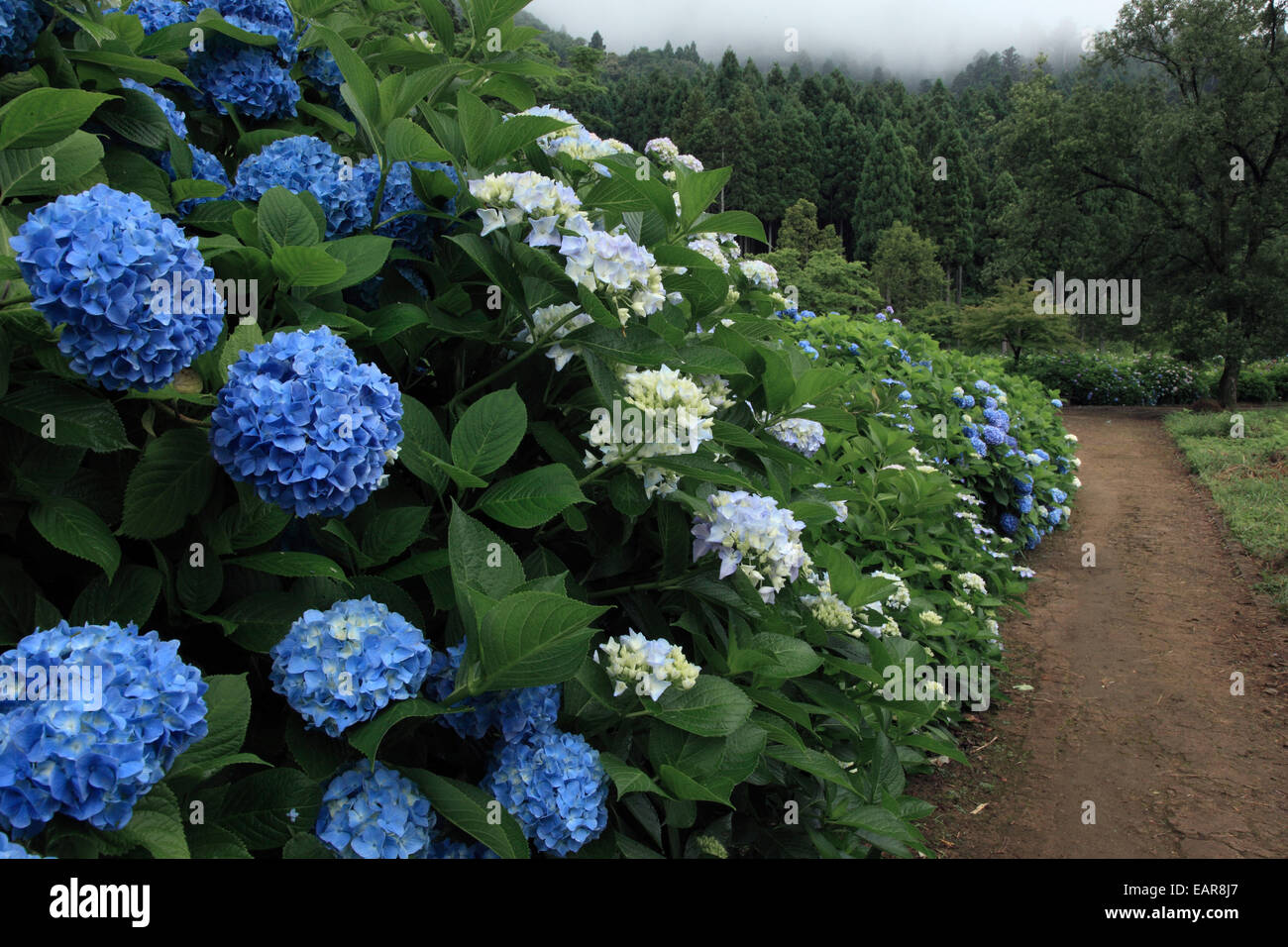 Hydrangea japan forest hi-res stock photography and images - Alamy