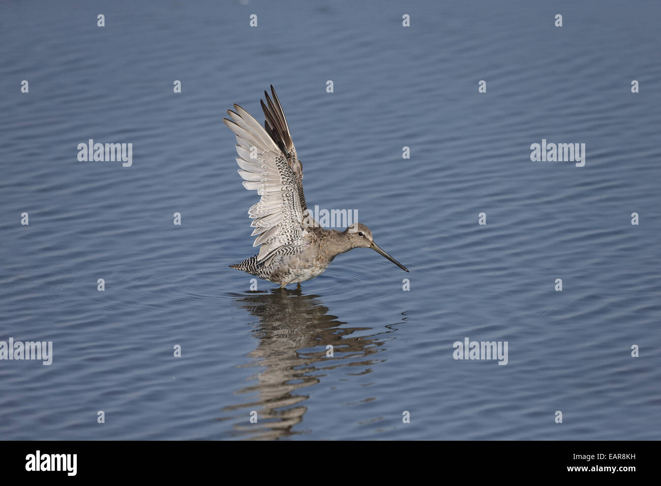 Long billed snipe hi-res stock photography and images - Alamy