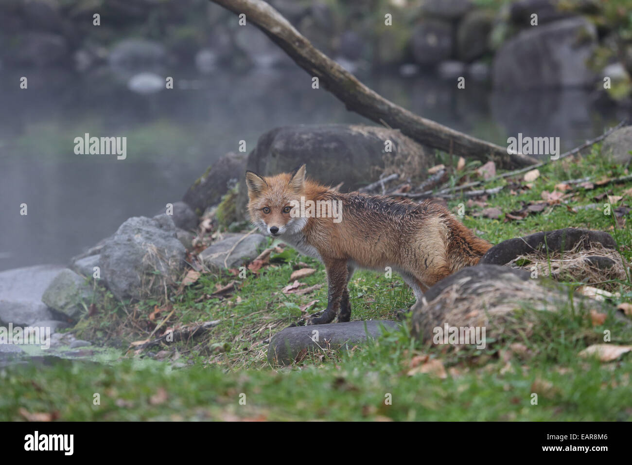 Fox, Hokkaido, Japan Stock Photo - Alamy