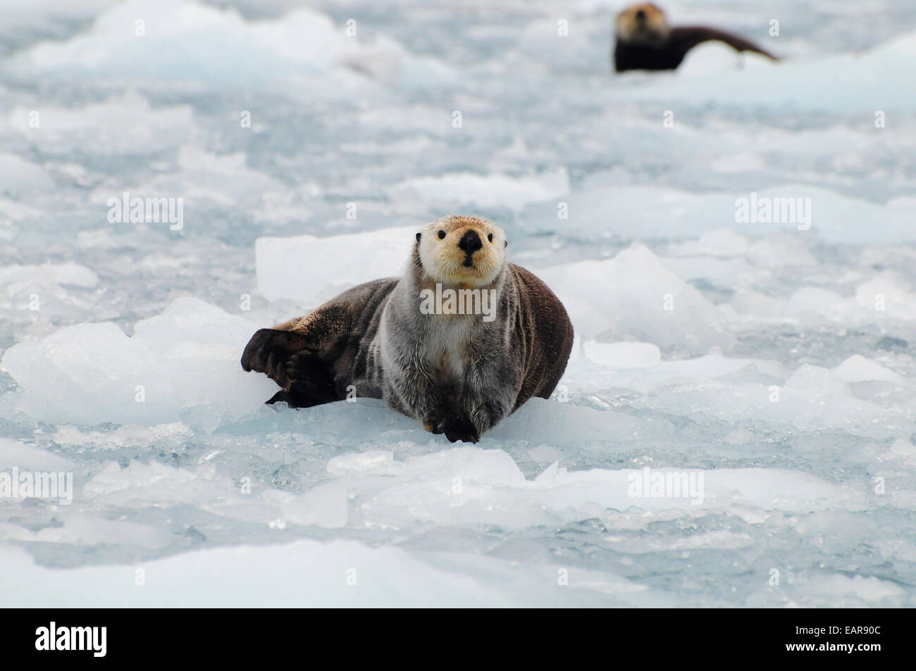 Large Male Sea Otter Rests On An Ice Floe At Surprise Glacier In Prince ...