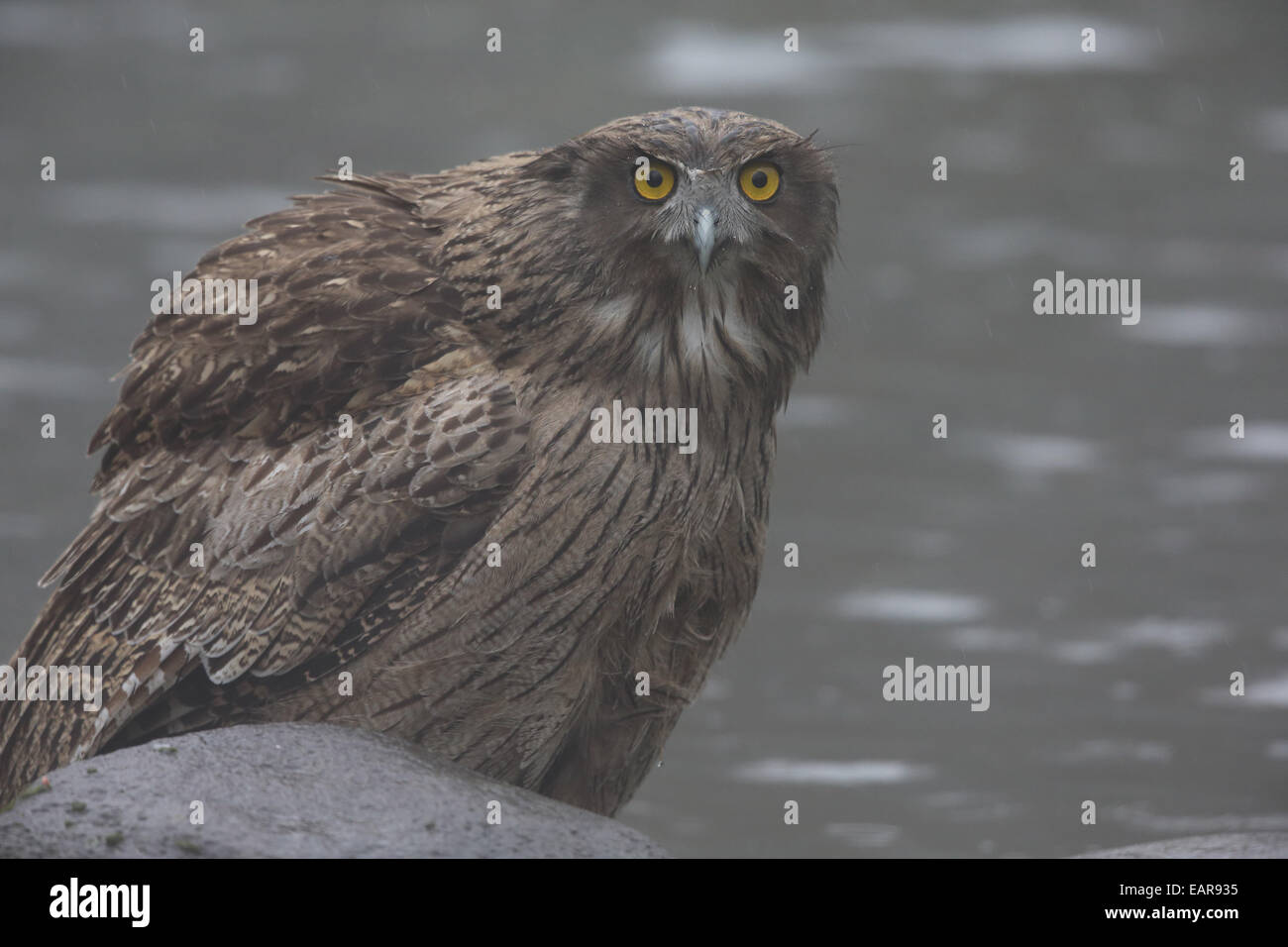 Blakistons Fish Owl Stock Photo - Alamy
