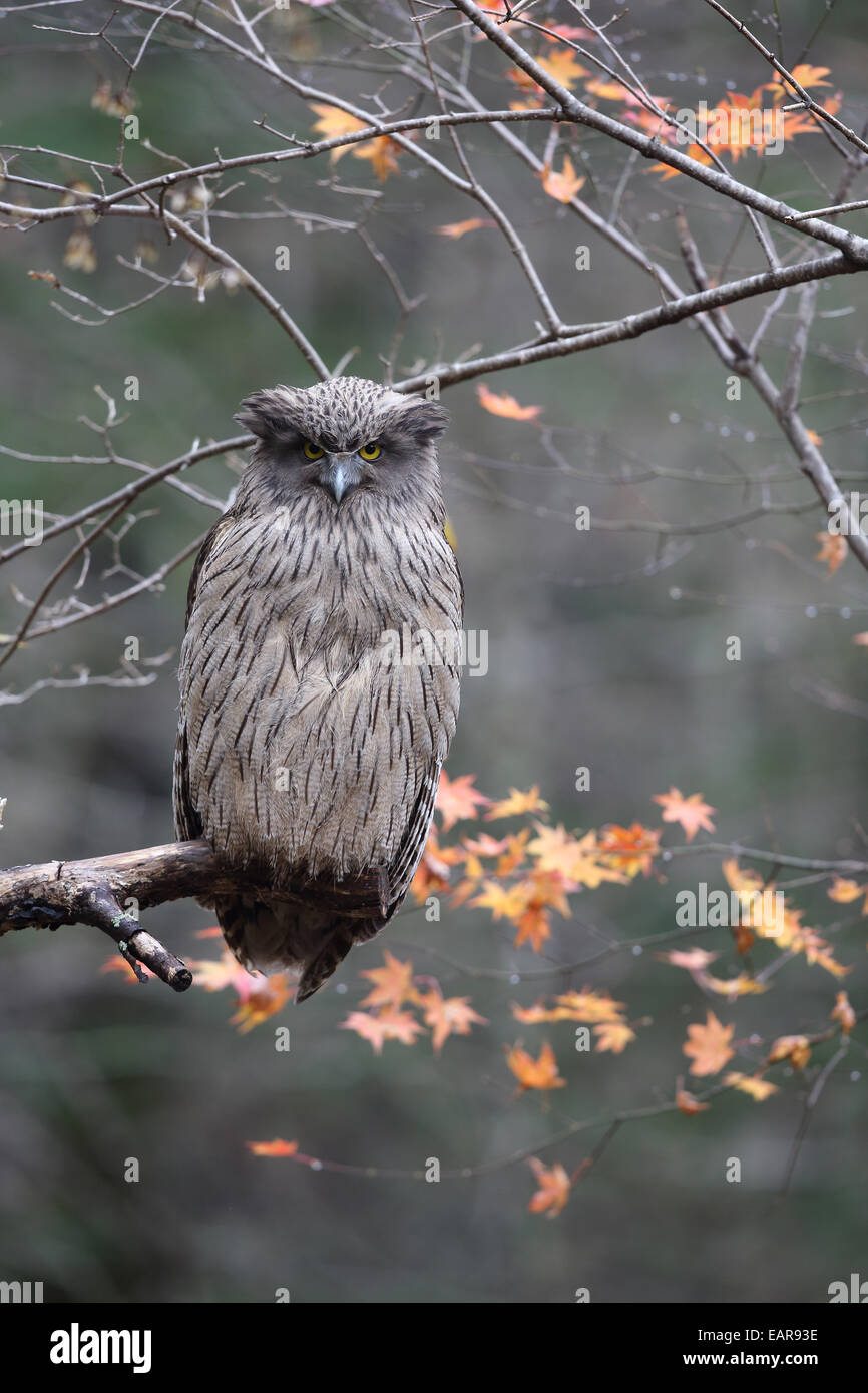 Blakistons Fish Owl Stock Photo - Alamy