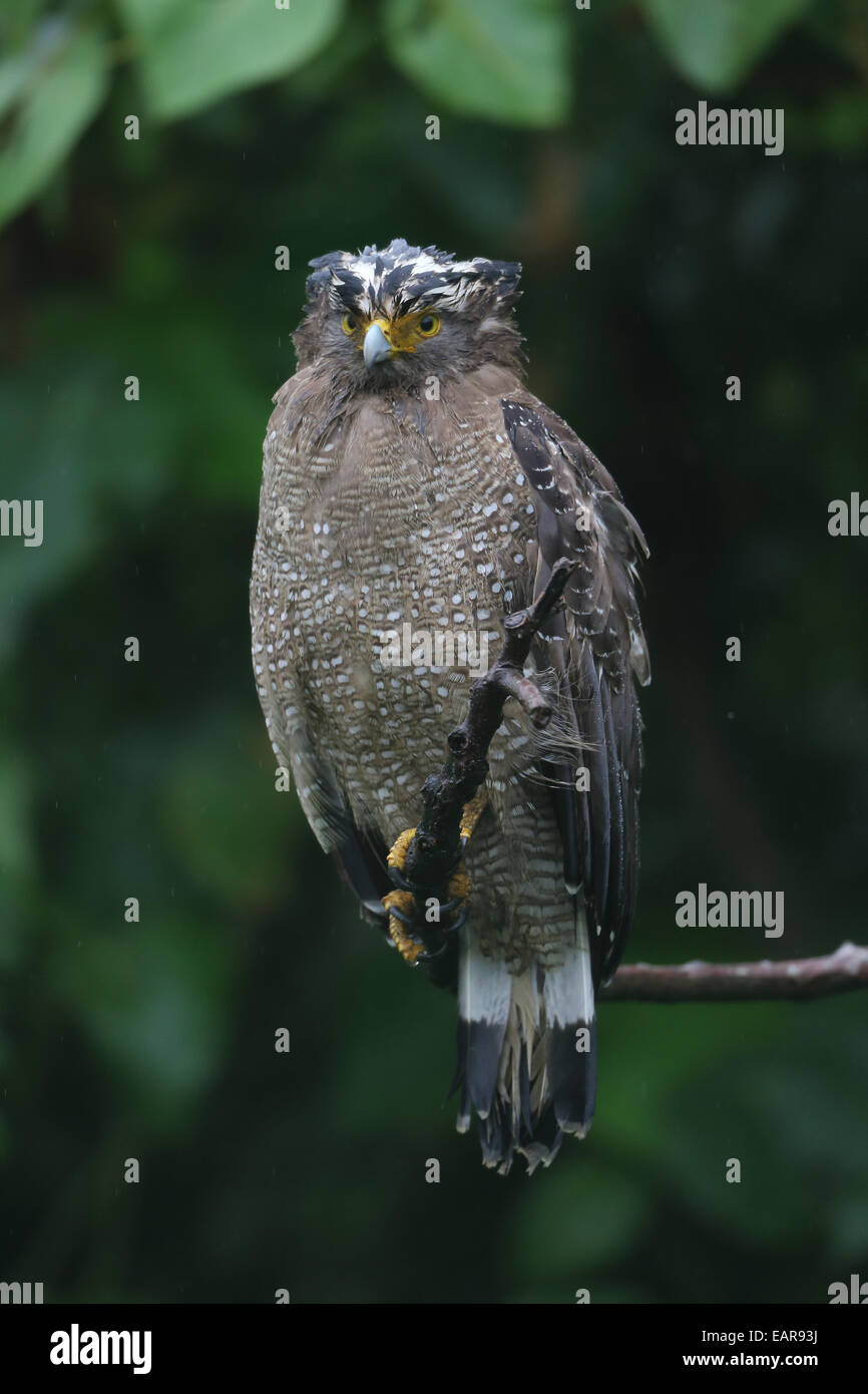 Crested Serpent Eagle Stock Photo - Alamy