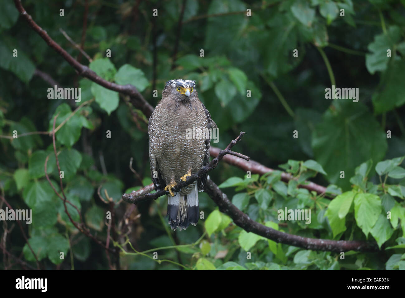 Crested Serpent Eagle Stock Photo - Alamy