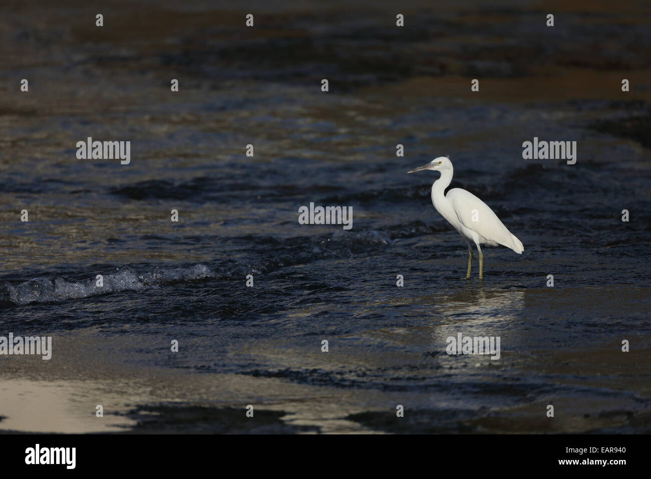 The swindler hi-res stock photography and images - Alamy