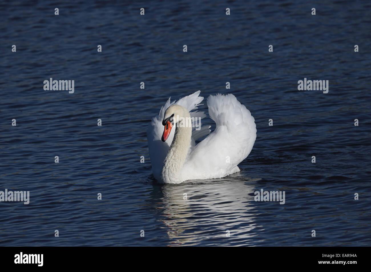 Lake inba hi-res stock photography and images - Alamy