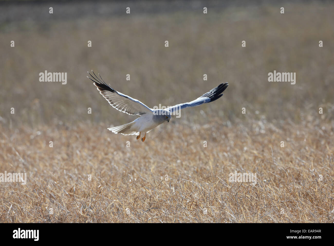 Eastern Marsh Harrier Stock Photo - Alamy