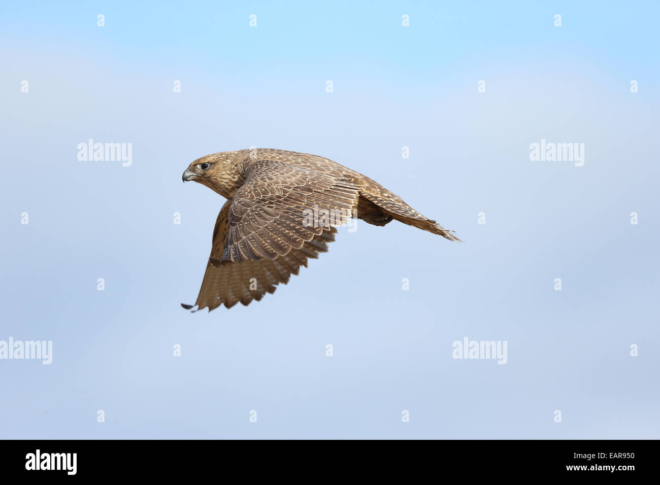 Migratory falcon hi-res stock photography and images - Alamy