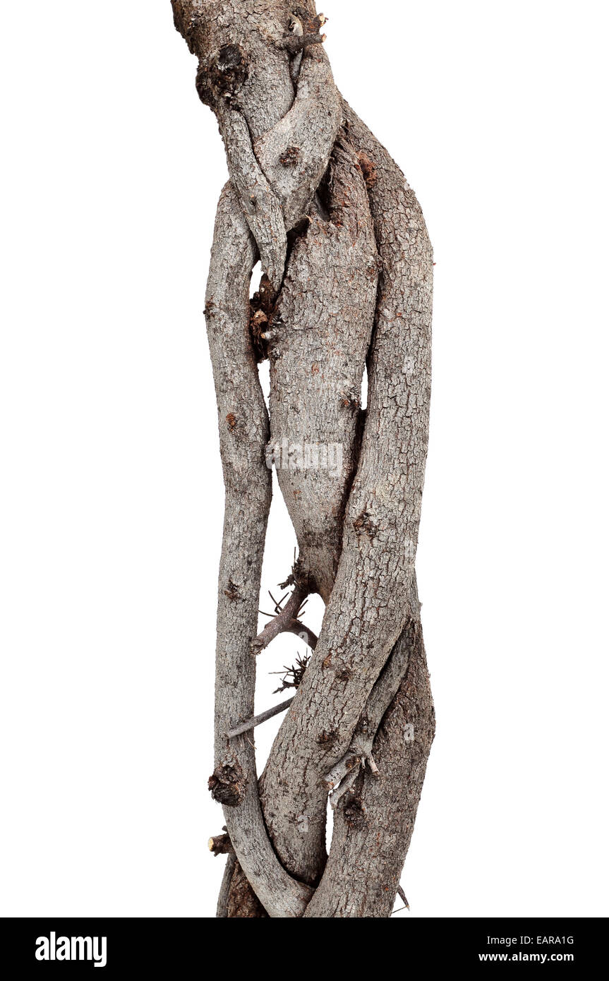 detail of a twisted trunk on a white background Stock Photo - Alamy