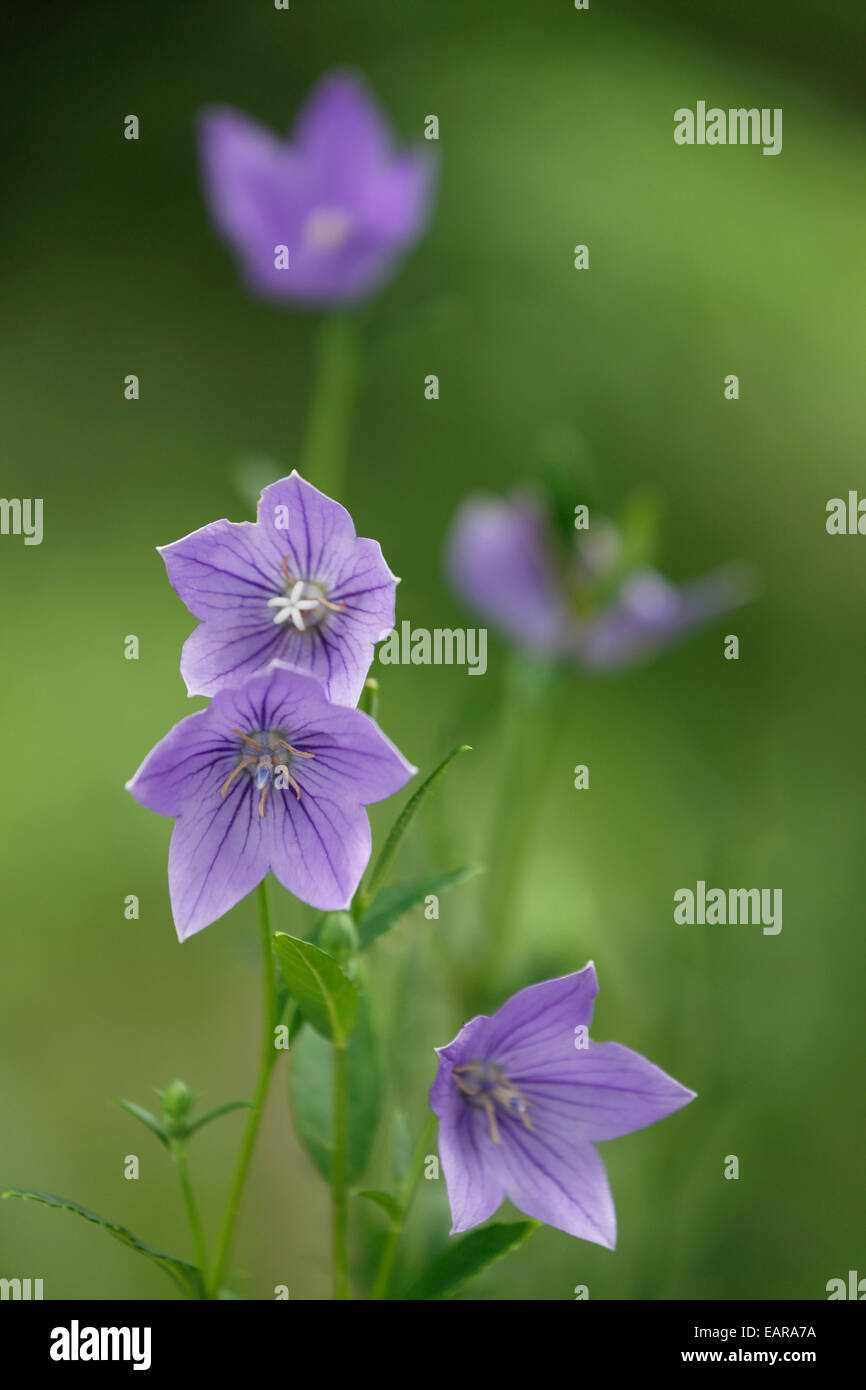 Japanese bellflower hi-res stock photography and images - Alamy