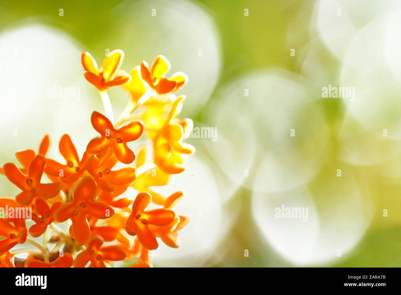 Osmanthus fragrance hi-res stock photography and images - Alamy