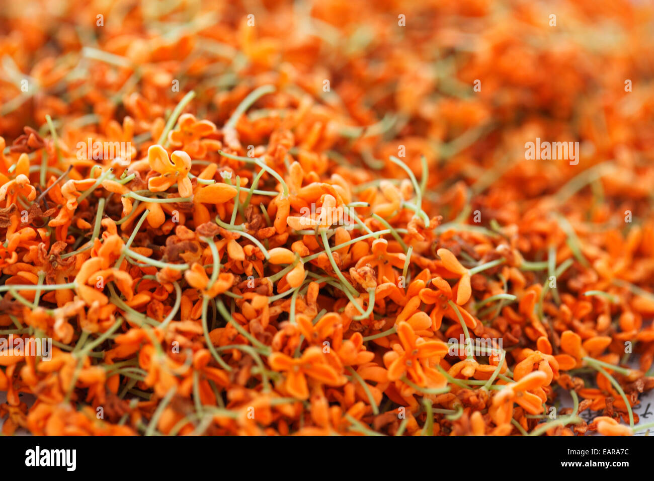 Osmanthus fragrance hi-res stock photography and images - Alamy