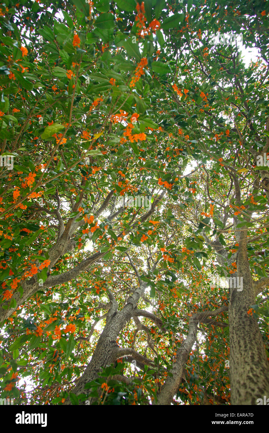 Osmanthus tree hi-res stock photography and images - Alamy