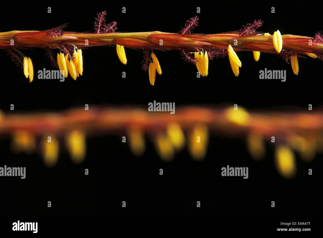 Autumn october small silver hi-res stock photography and images - Alamy