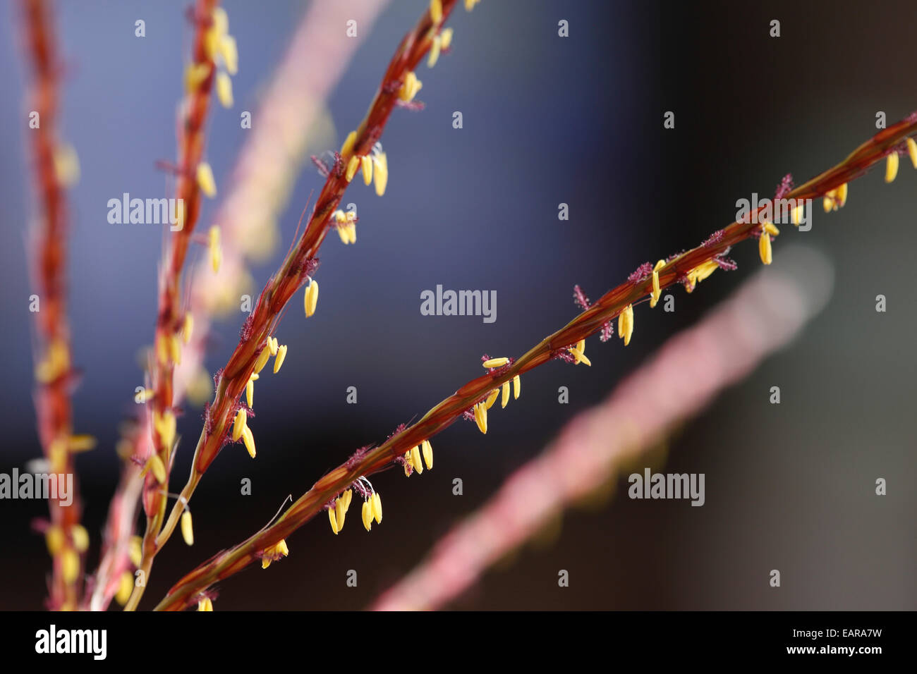 Autumn october small silver hi-res stock photography and images - Alamy